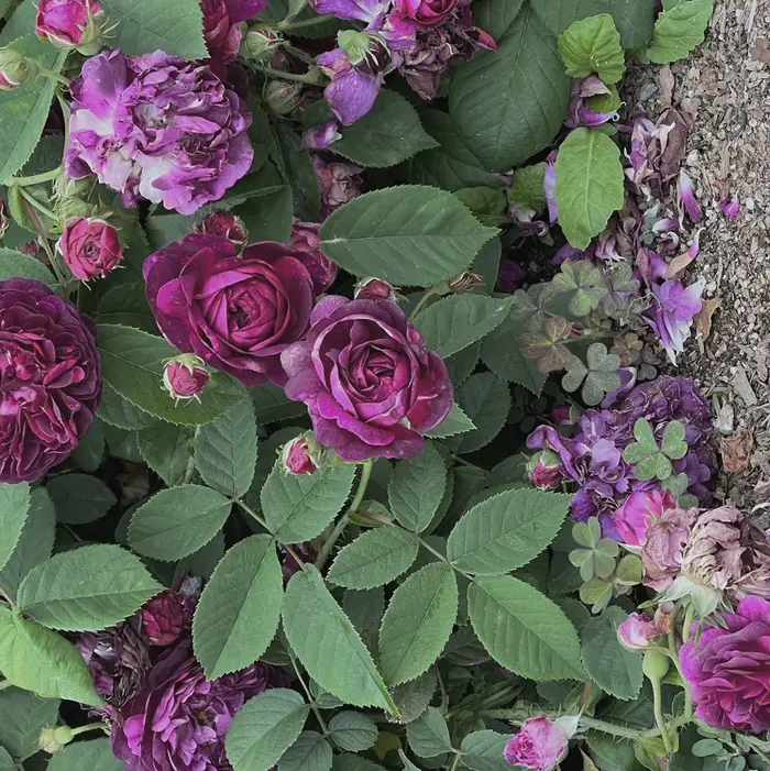 ふくむら ゆうか(MODE K's VERDE西院所属)のメニュー｜ミニモ