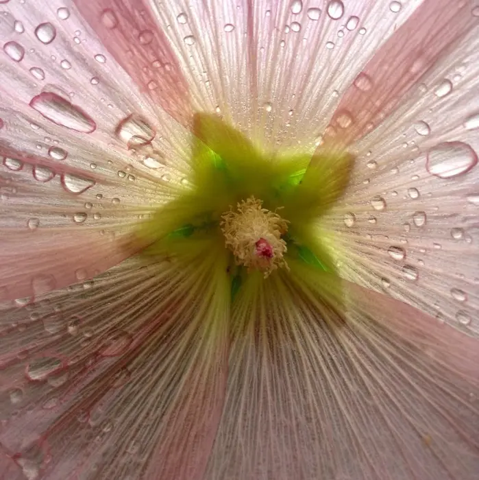 p.s.gemmie所属・Kanna 神奈のメニュー｜ミニモ