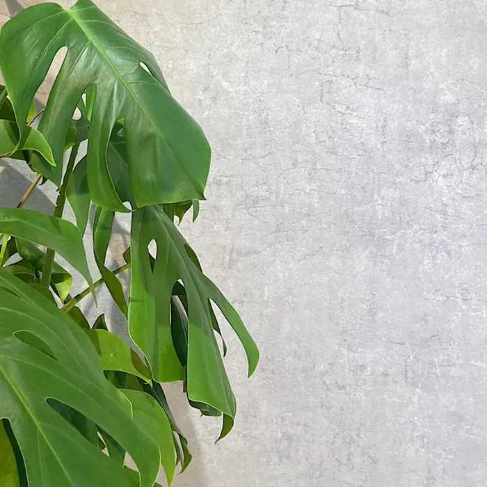 soin de brace rinoar 高槻店所属・山内 幸花のメニュー｜ミニモ